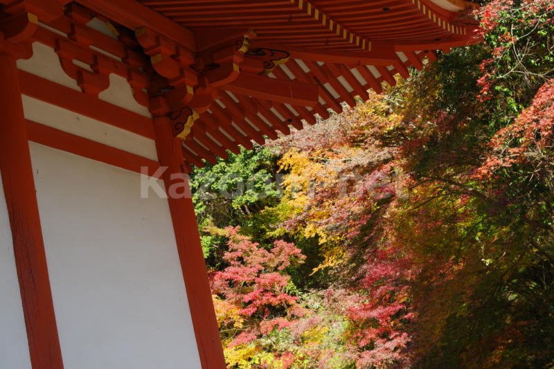 2019/12/1 観心寺の紅葉を見に行きました | かずーむねっとフォトログ
